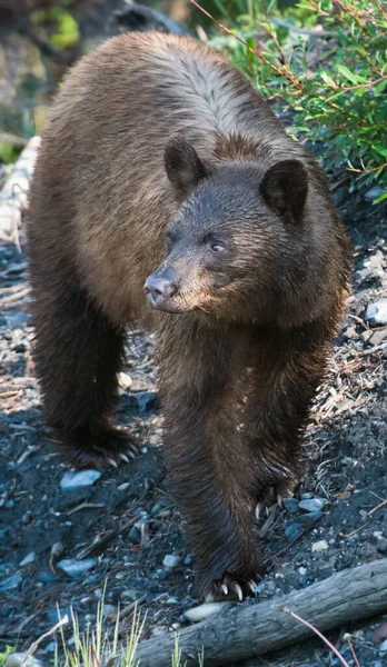 Castor canadensis Stock Photos, Royalty Free Castor canadensis Images ...