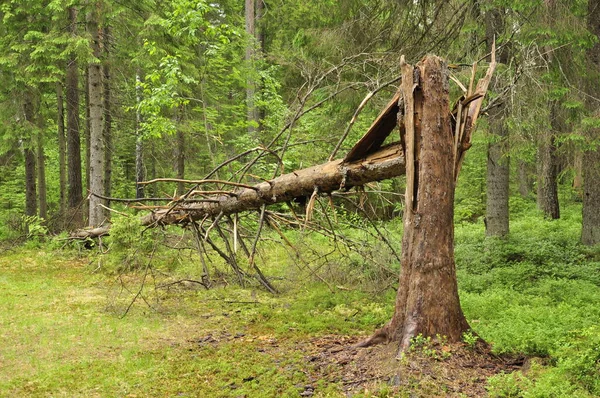 Accident in nature Stock Photos, Royalty Free Accident in nature Images ...