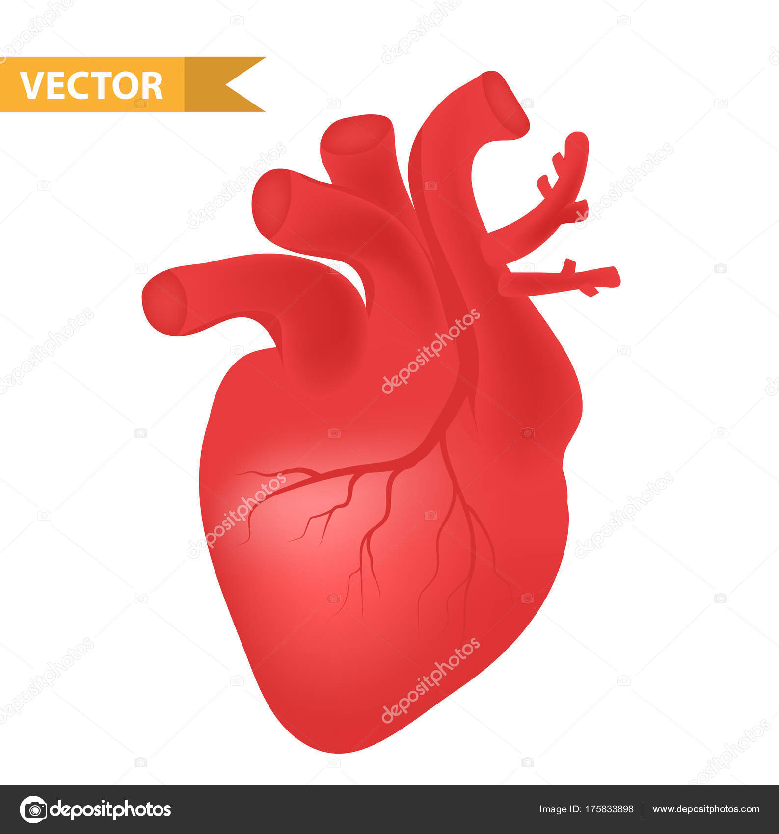 Human heart icon, realistic 3d style. Internal organs symbol. Anatomy ...
