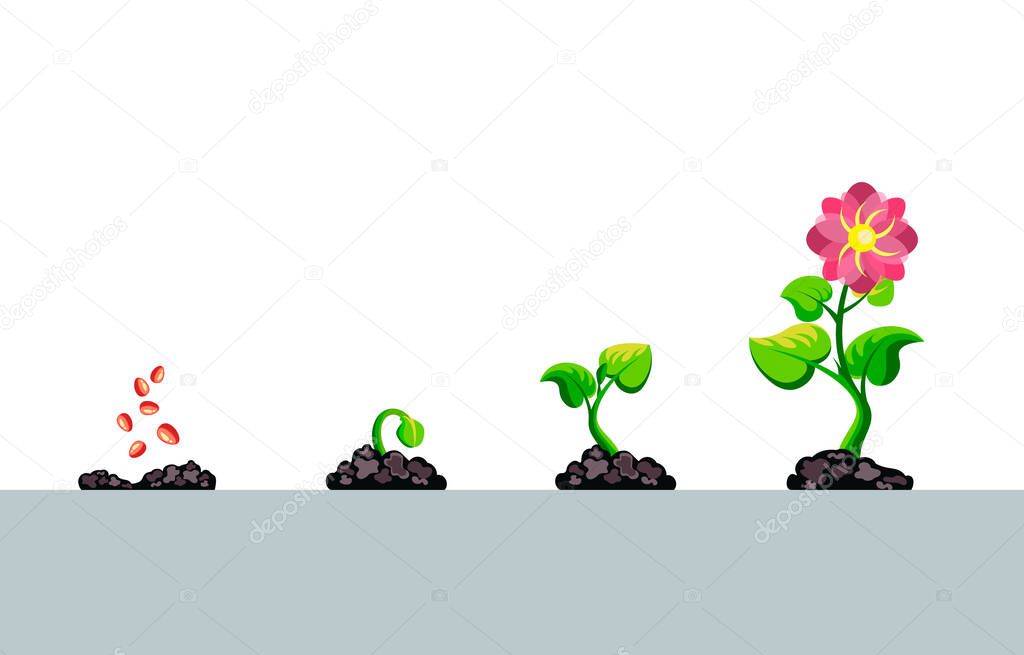 Infografía de los pasos de siembra de árboles. siembra de semilla en ...