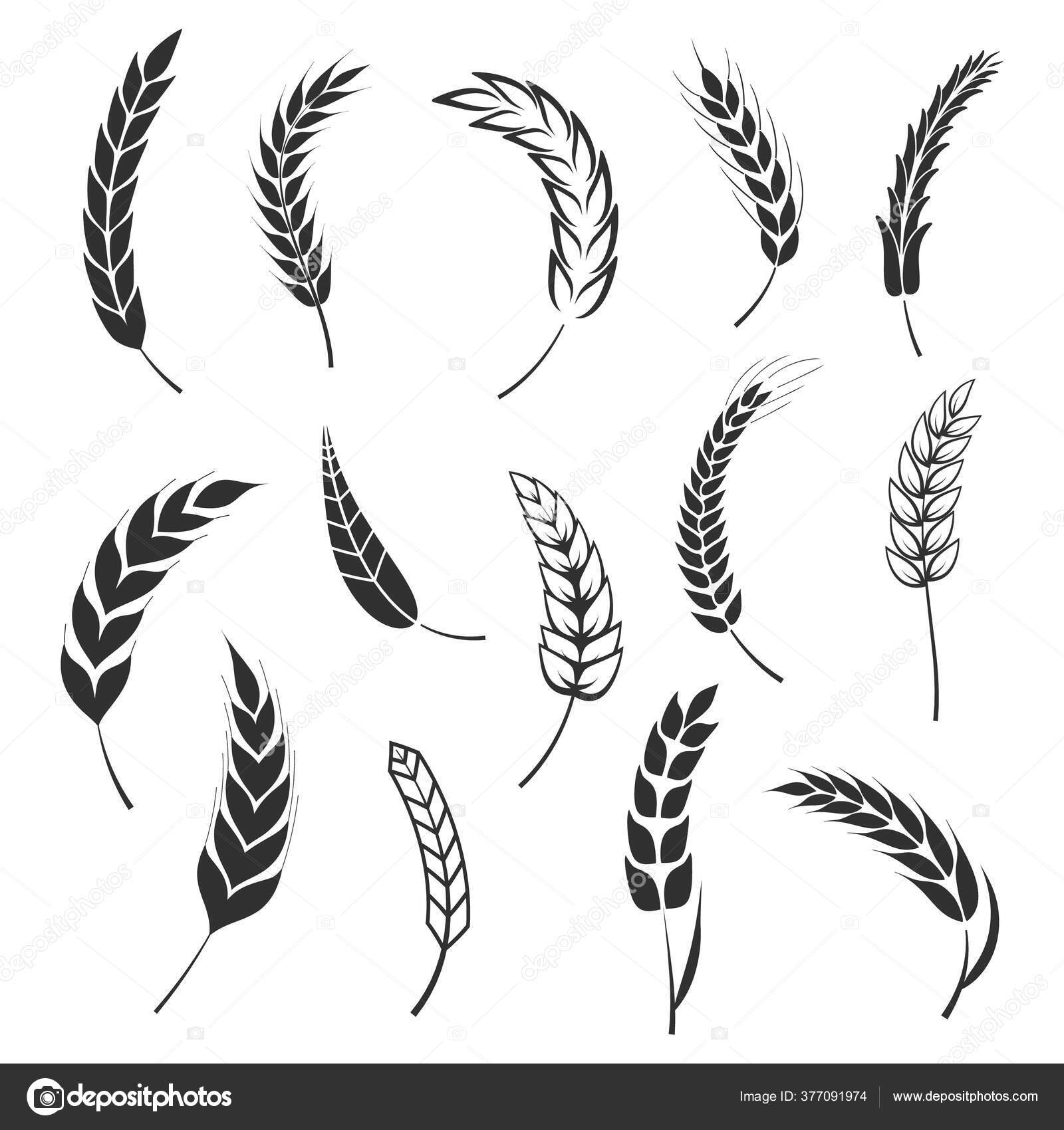 Set of simple wheats ears icons and wheat logo design elements for beer ...