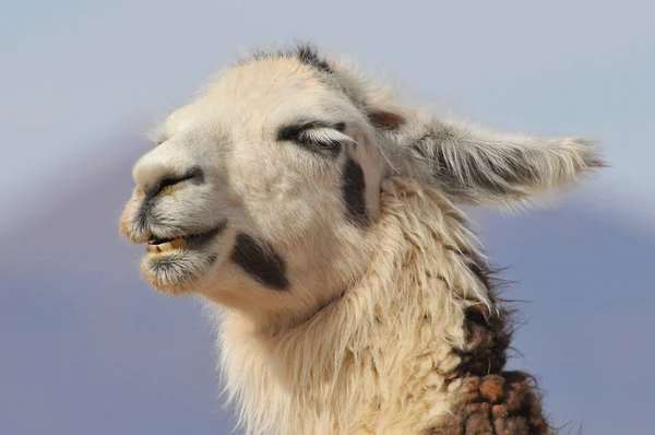 Llama faces Stock Photos, Royalty Free Llama faces Images | Depositphotos