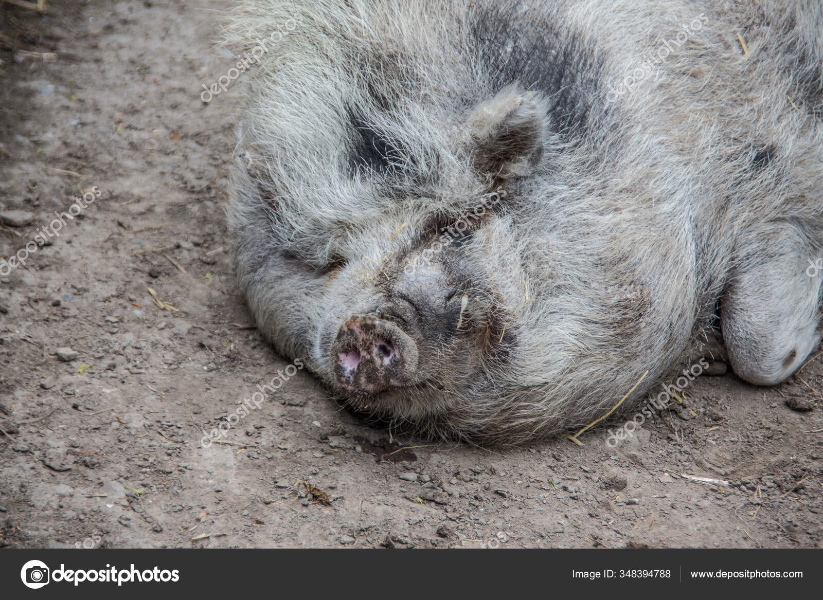 Woolly Hanging Bellied Pig Wallows Mud — Stock Photo © dr.lange ...