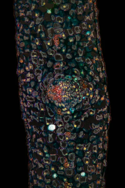 Anatomi mikroskopis Stock Photos, Royalty Free Anatomi mikroskopis ...