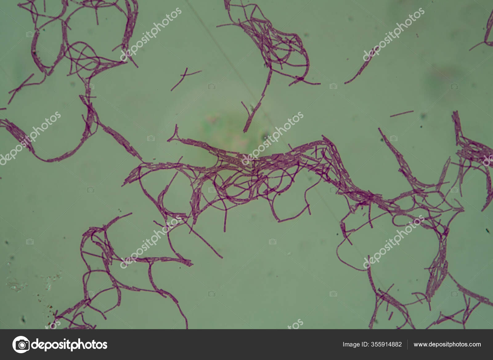 Bacillus Microscope