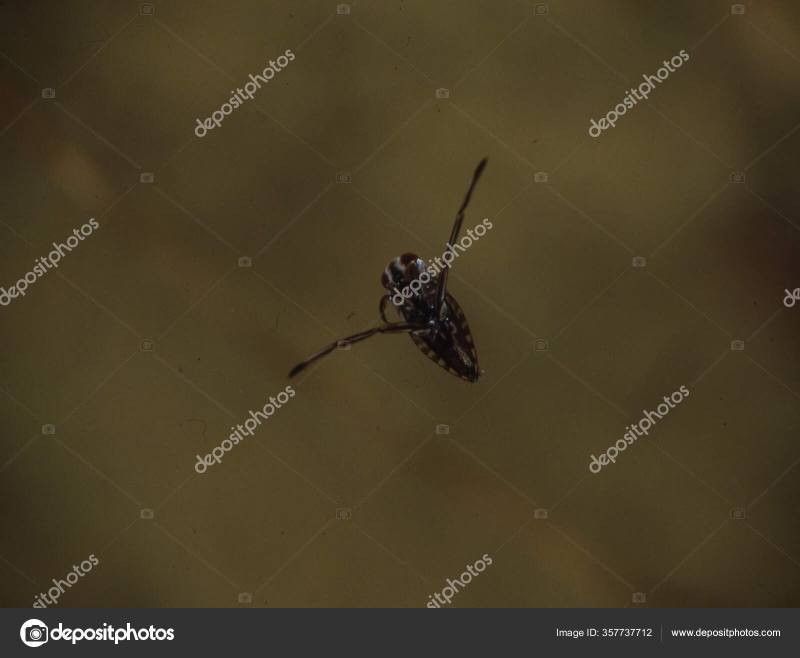 Insecto Nadador Trasero Flota Estanque — Foto de stock #357737712 © dr ...