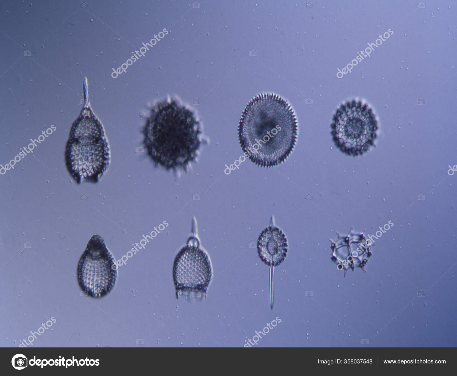 Radiolarians Microscope
