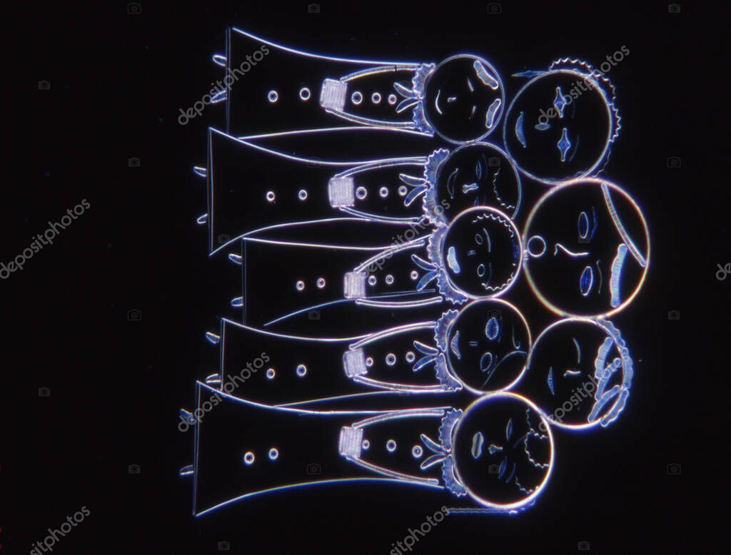 Diatomeas del mar bajo el microscopio 100x 2022