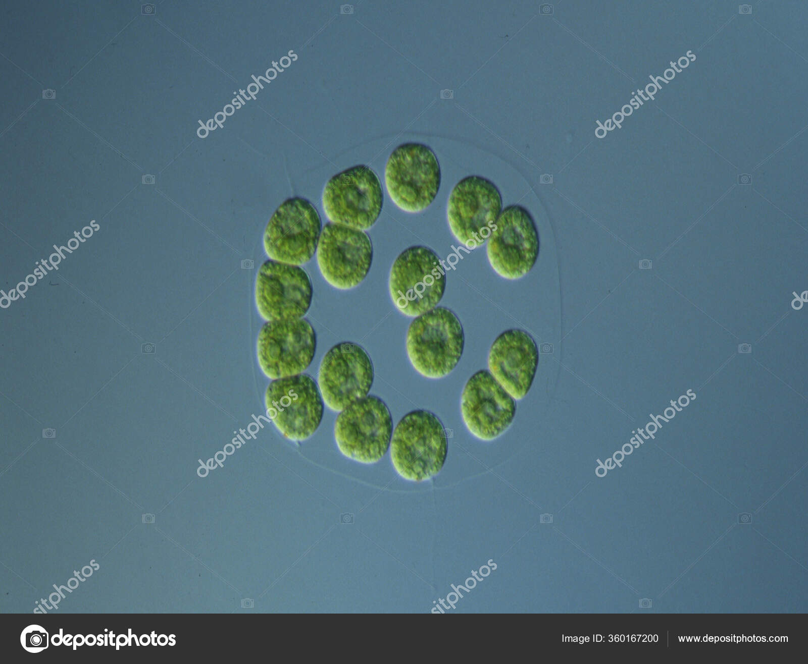 Green Algae High Magnification Microscope — Stock Photo © dr.lange ...
