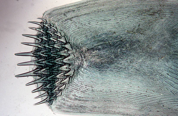 Fish scale with spinous spin under the microscope 100x - Stock Image ...