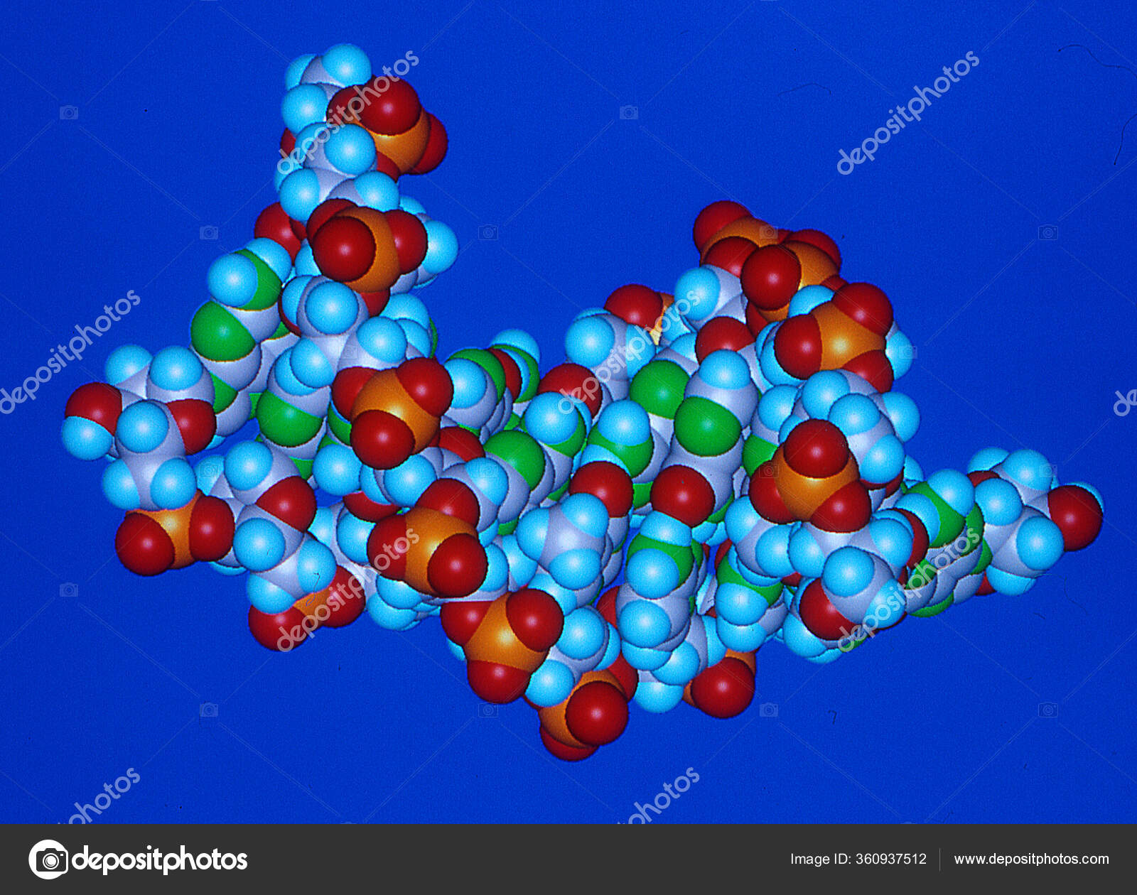 Molecular Models Proteins Ribbons Calotte Models — Stock Photo © dr ...