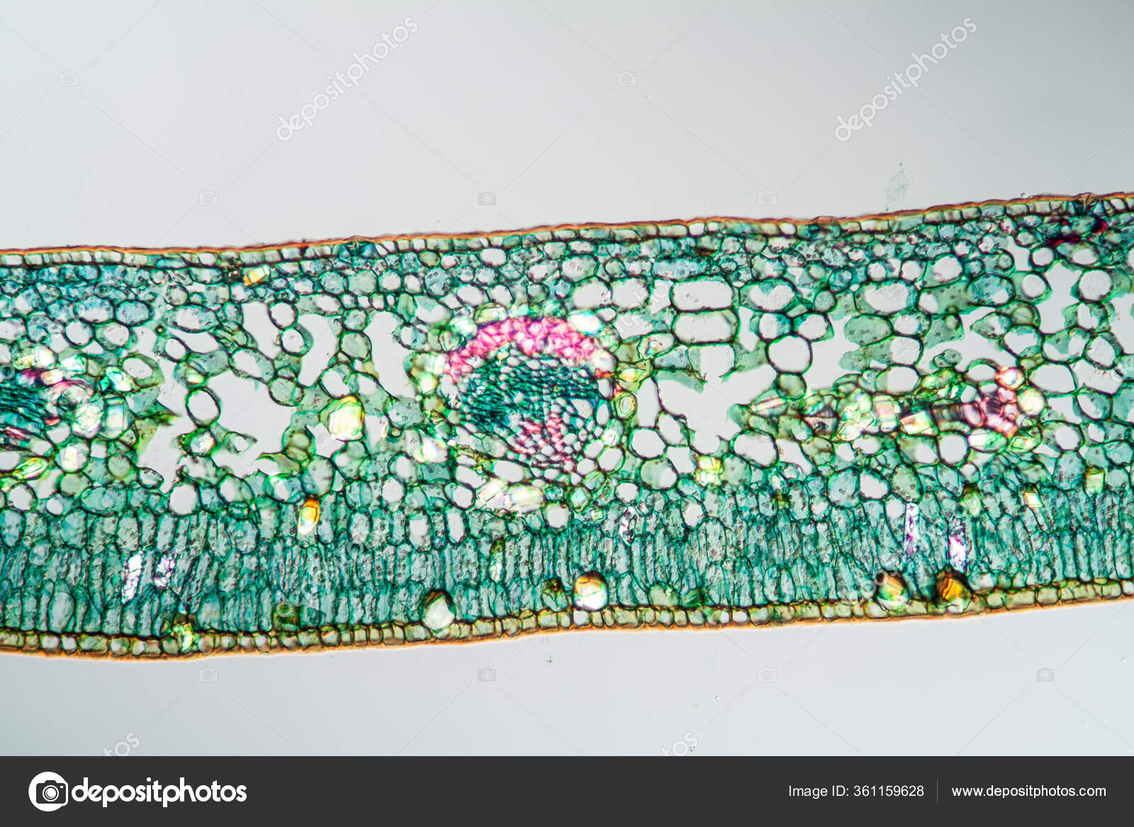 Orange Leaf Cross Section 100X Stock Photo by ©dr.lange.unitybox.de ...