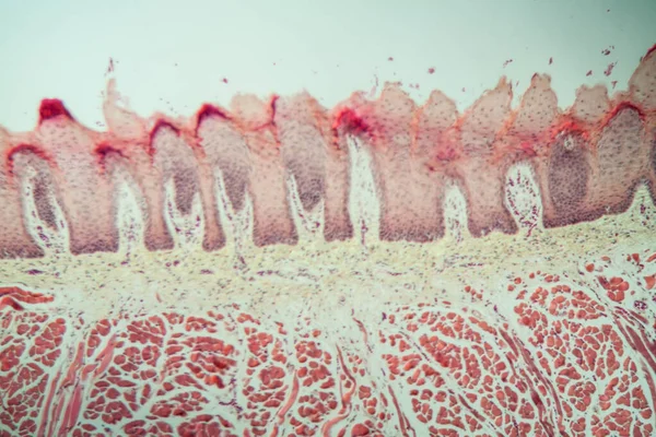 Taste buds Stock Photos, Royalty Free Taste buds Images | Depositphotos®