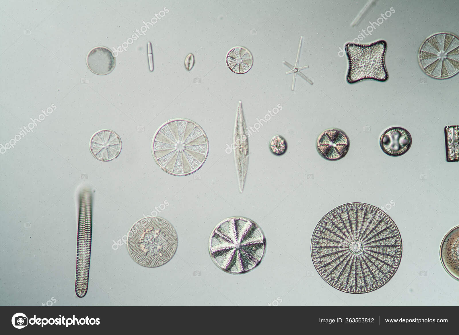 Diatoms Under Microscope 100x
