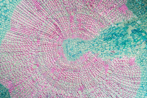 Plant cross section Stock Photos, Royalty Free Plant cross section ...