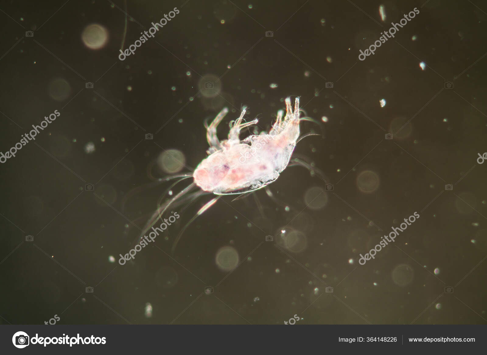 Dust Mite Microscope