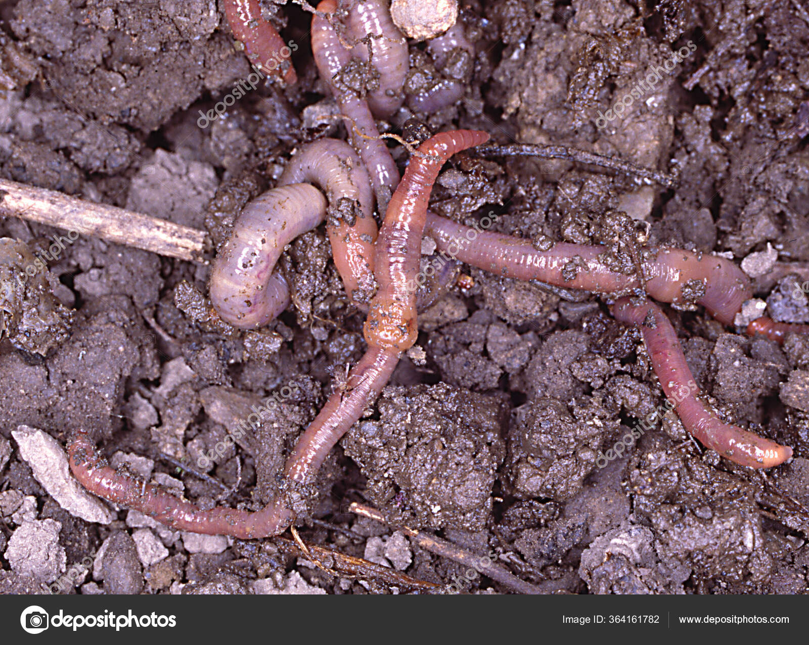 Decomposers Worms