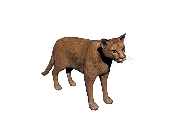 Florida panther Stock Photos, Royalty Free Florida panther Images ...