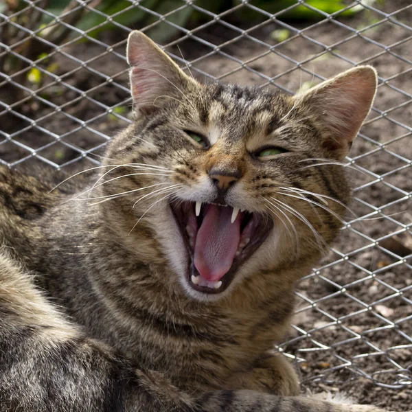 Aggressive cat behavior. Close-up of a domestic tabby cat with wide ...