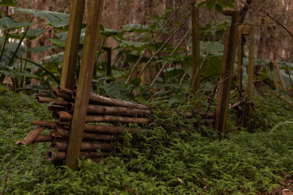 Botanical Garden Swamp Covered Bridge Green Vines Covering View Swamp ...