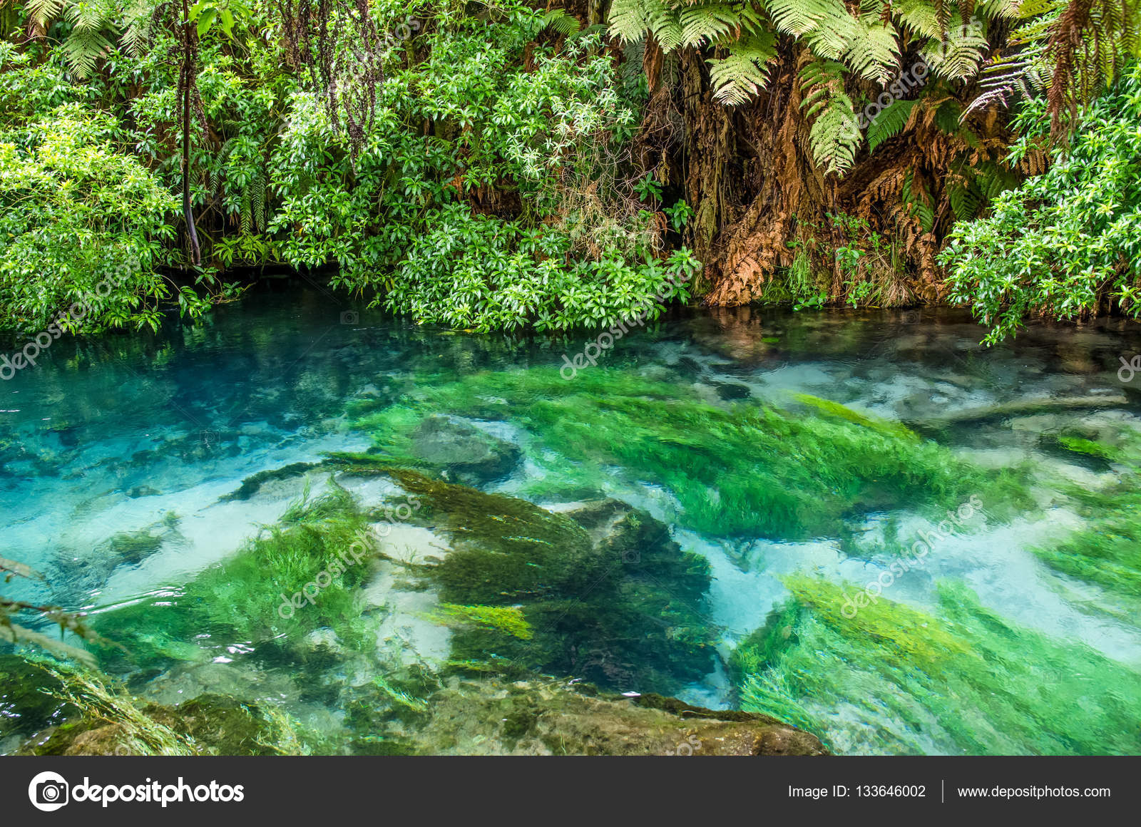 Blue Spring que se encuentra en Te Waihou Walkway, Hamilton Nueva ...