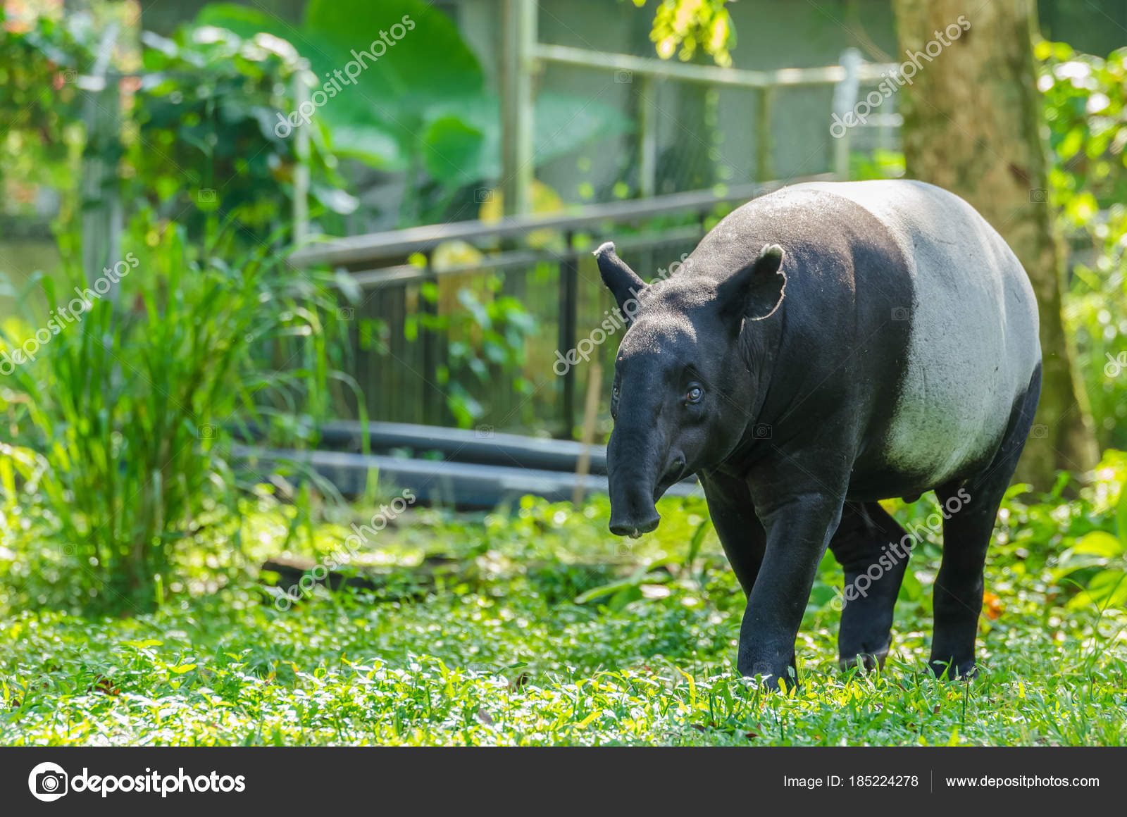 Malayan Tapir Tapirus Indicus Also Known Asian Tapir — Stock Photo ...