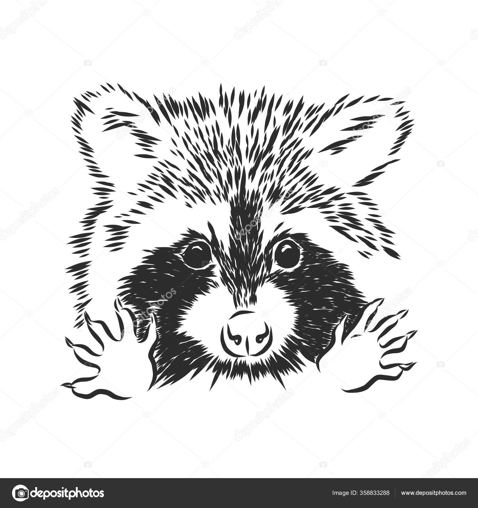 Raccoon Face Clip Art