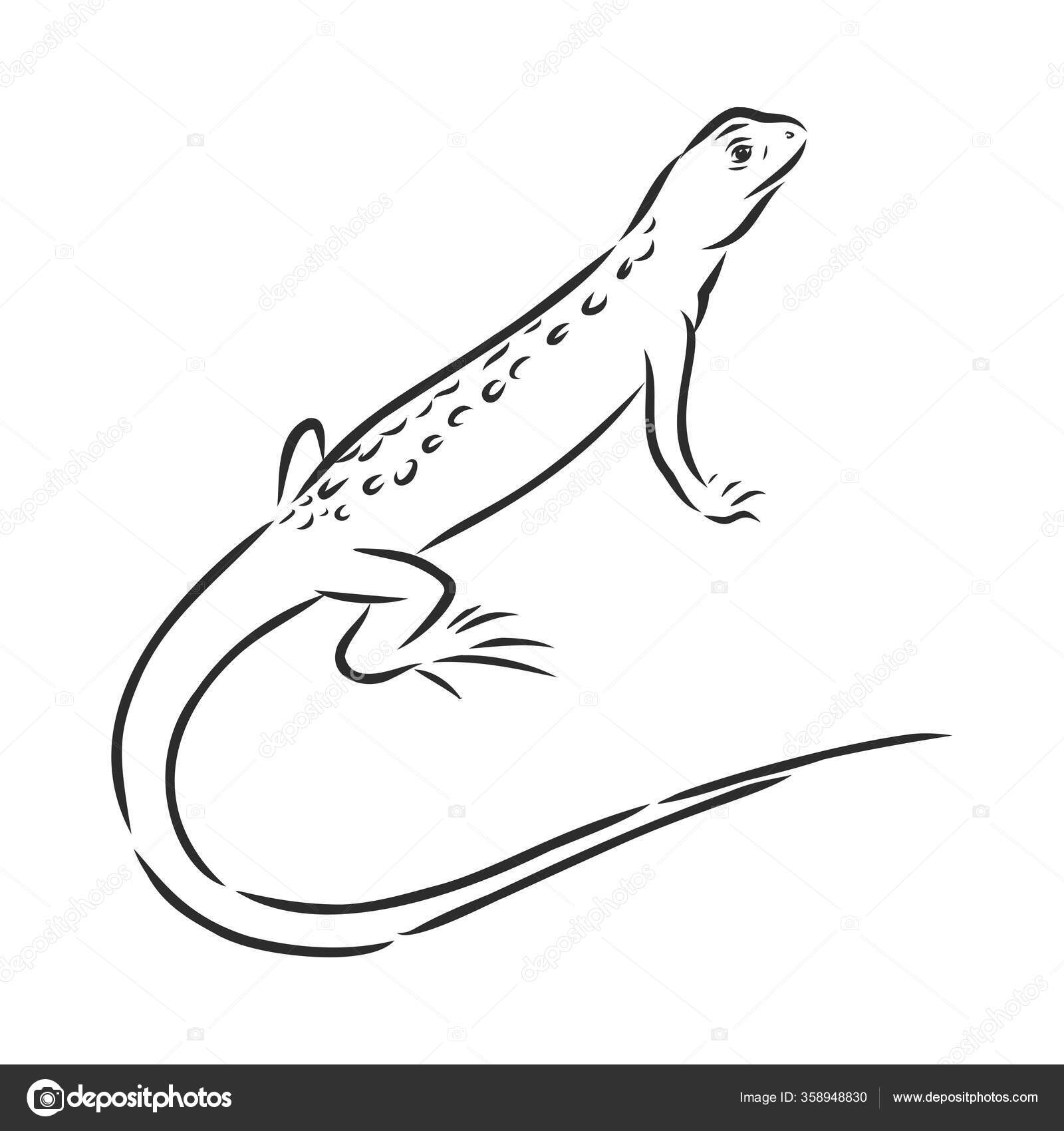 Gecko Drawing Outline