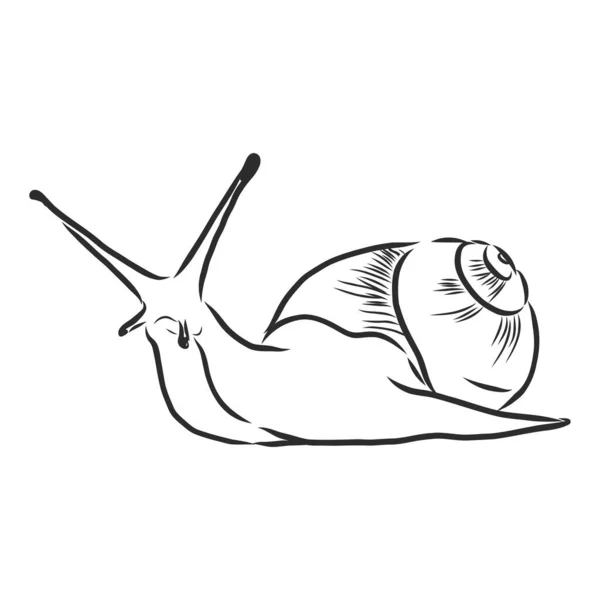 25,557,124 ilustraciones de stock de Dibujo caracol | DepositPhotos