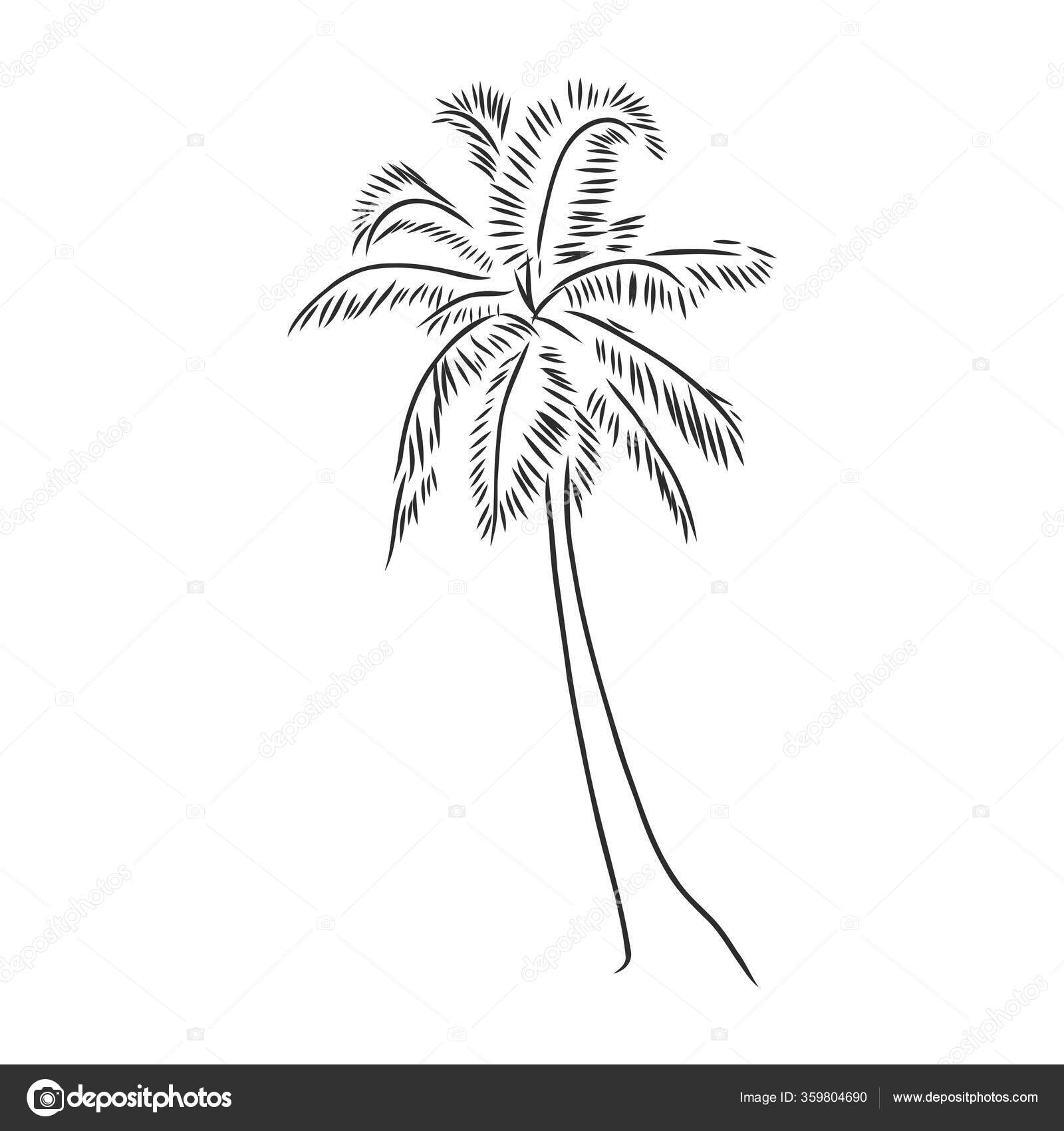 Hand Drawn Palm Tree Stock Vector by ©Elalalala.yandex.ru 359804690