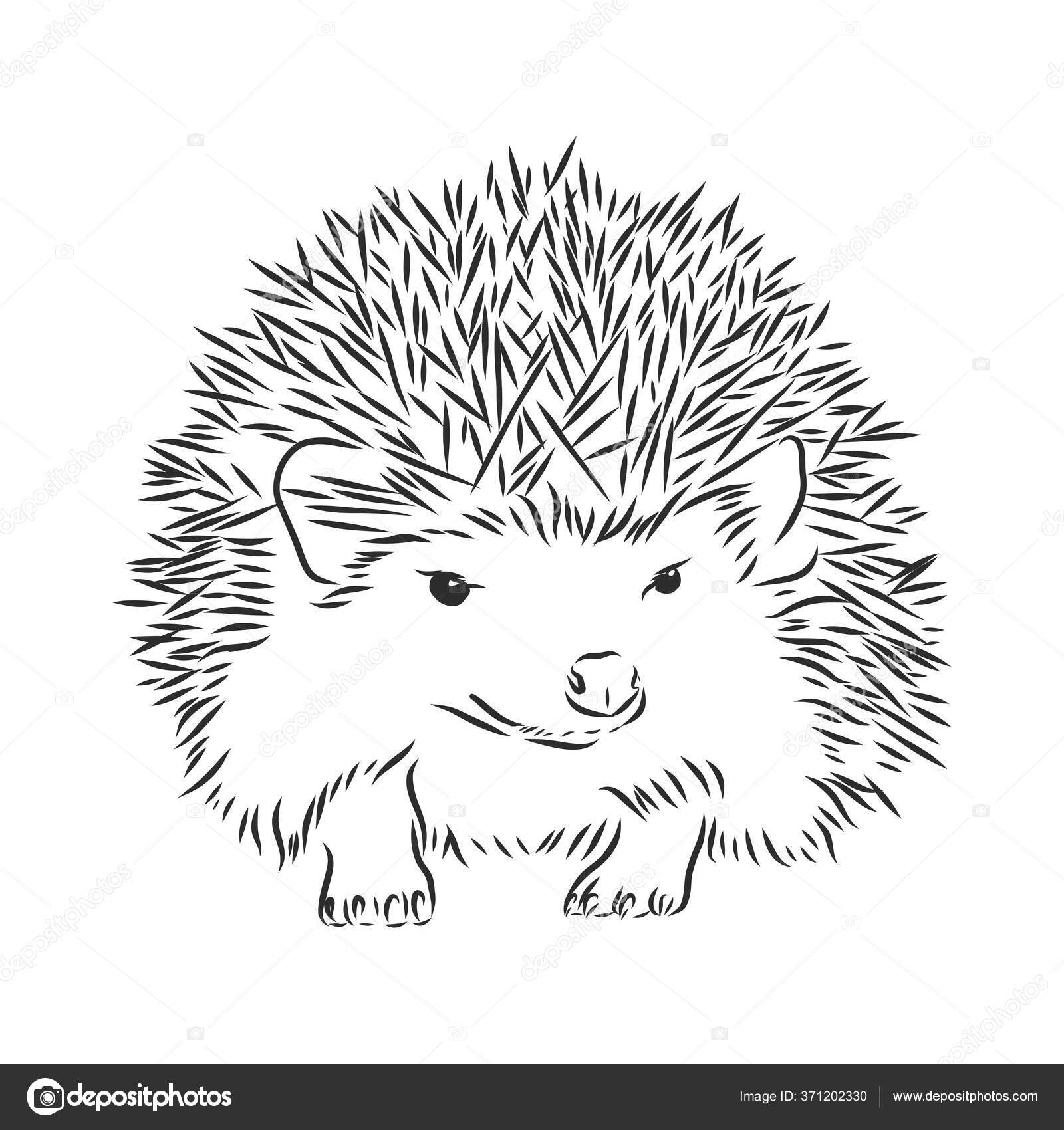 Sketsa Landak Terisolasi Pada Latar Belakang Putih Vektor Stok oleh ...