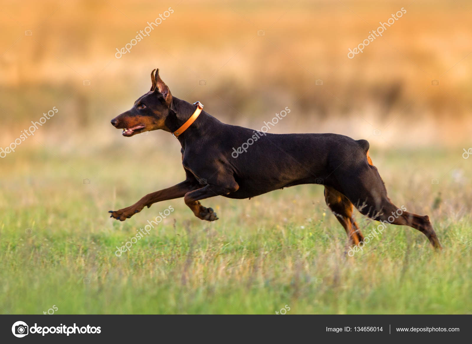 How Long Can Doberman Run