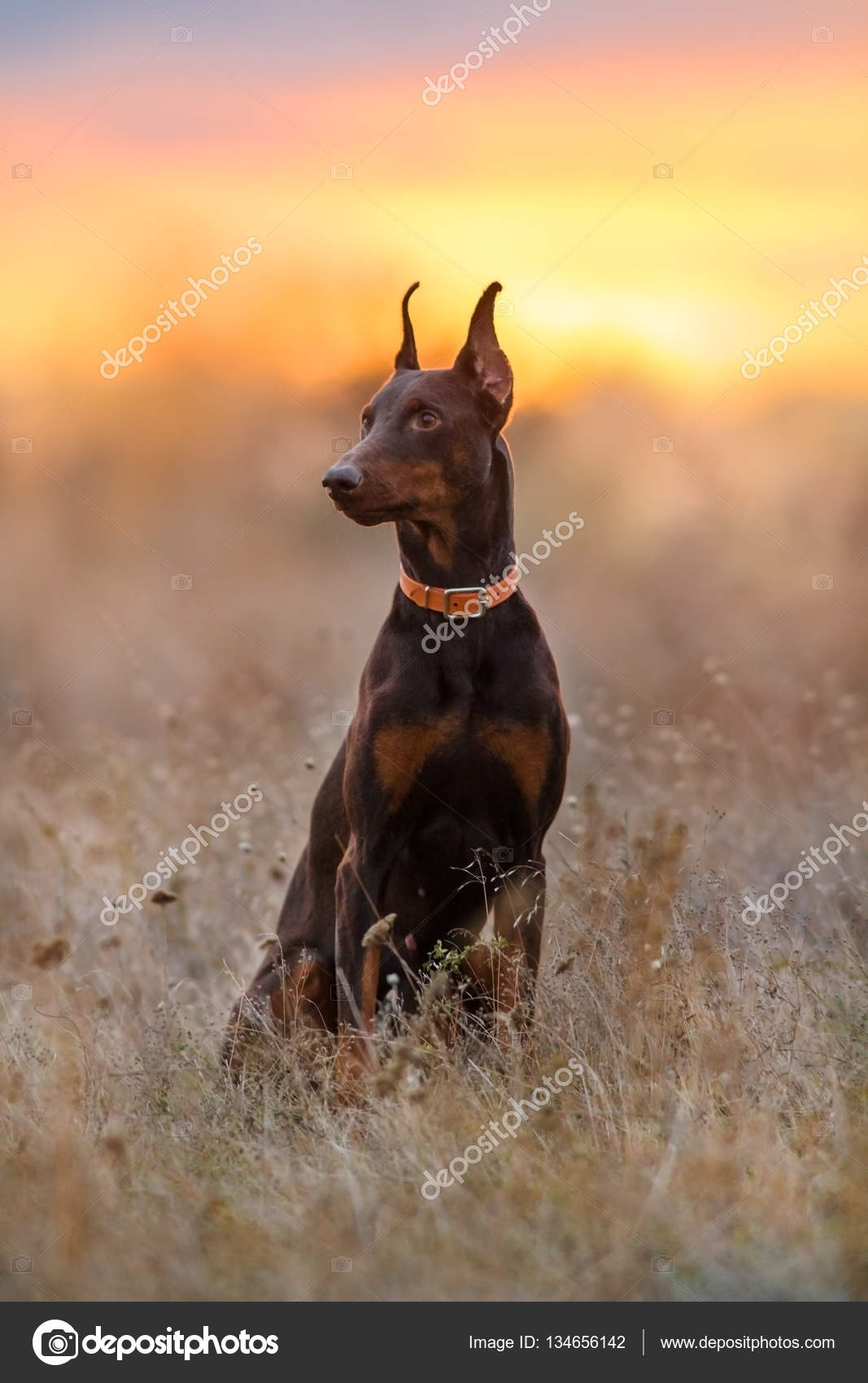 Brown doberman dog — Stock Photo © callipso_art #134656142
