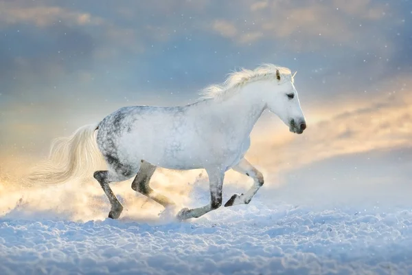 White horse in snow — Stock Photo © mari_art #4638028