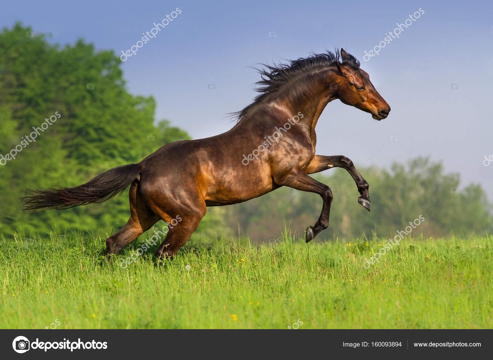 Horse Rearing In Pasture