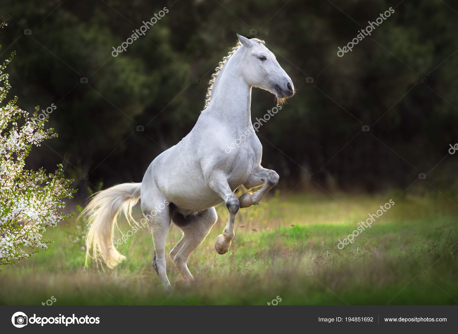White Horse Rearing In The Sunset Horsephotography "On a sunrise by ...