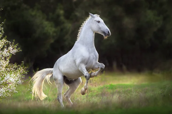 Rearing white horse Stock Photos, Royalty Free Rearing white horse ...