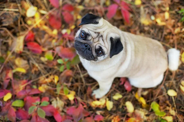 Beautiful pug Stock Photos, Royalty Free Beautiful pug Images ...