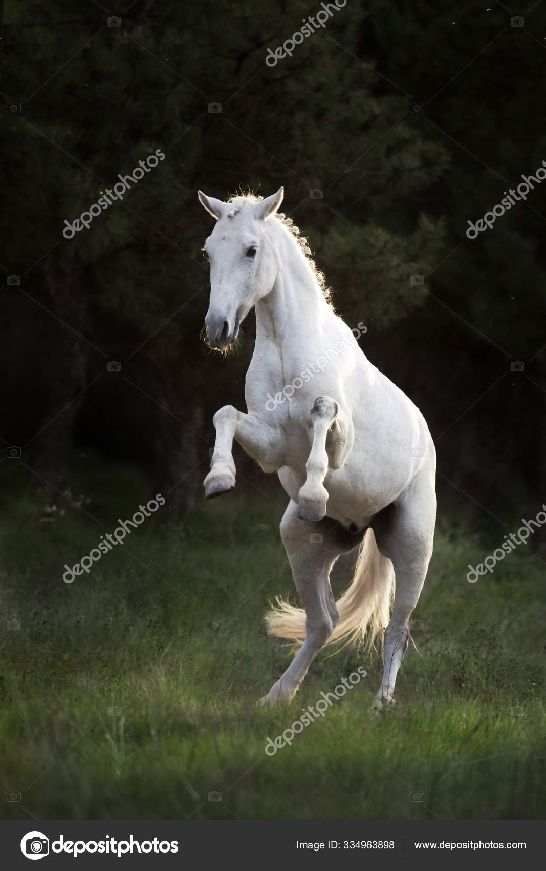 Palomino Horse Rearing