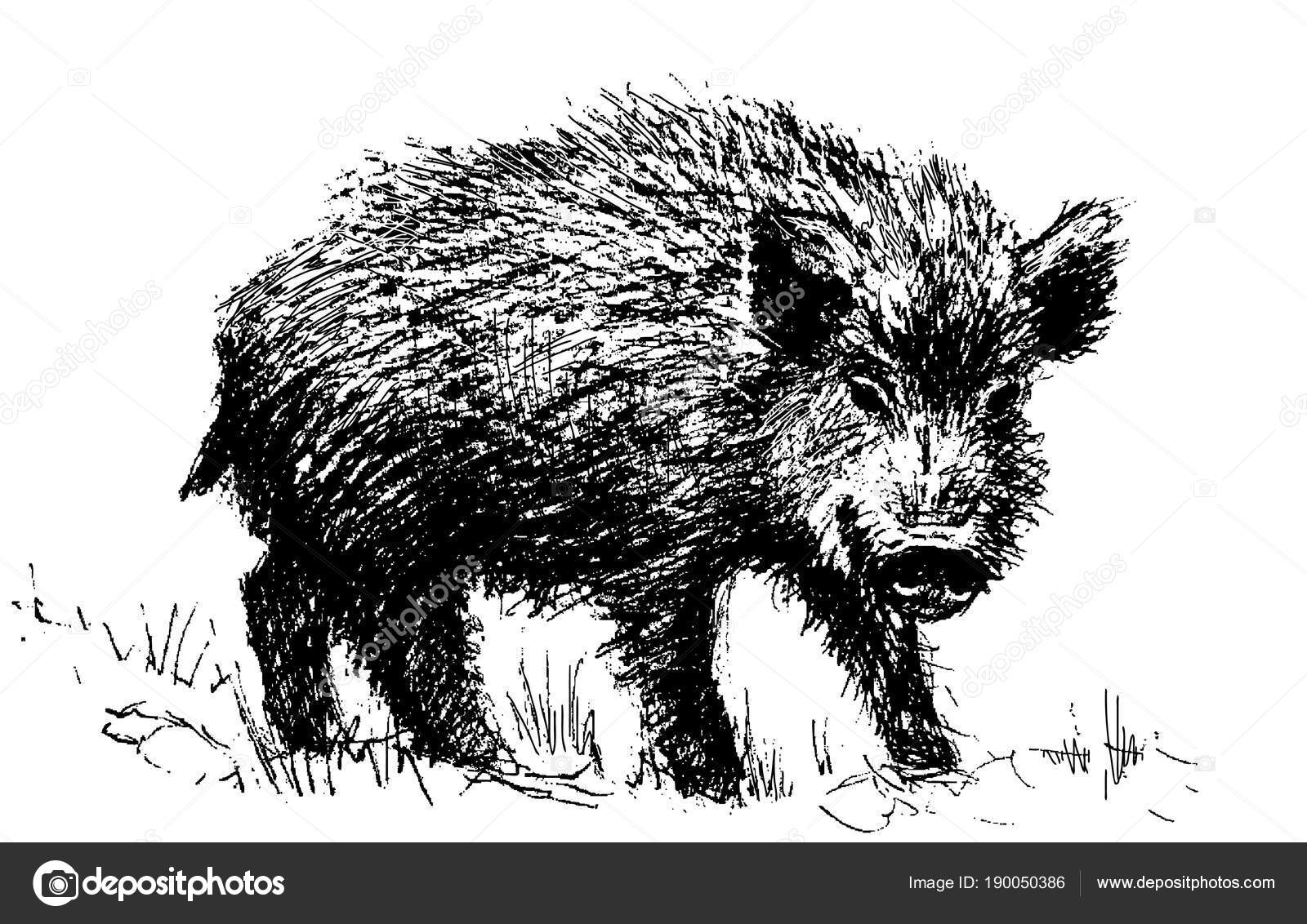 Wild Hog Line Art Vector Illustration — Stock Vector © ozherelyeva ...