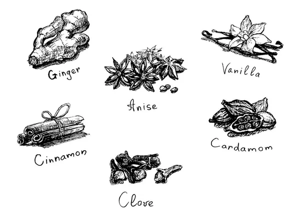 Hand drawn spices and herbs Stock Vector Image by ©grop #72756863