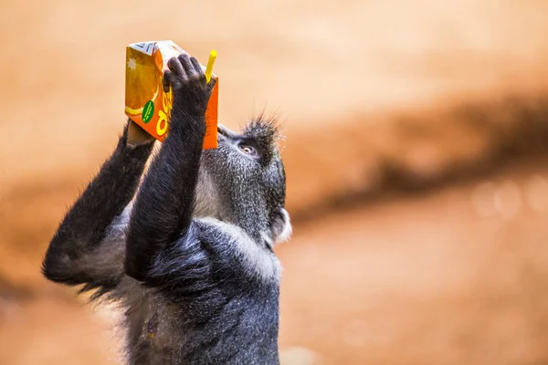 Macaco leitura Stock Photos, Royalty Free Macaco leitura Images ...