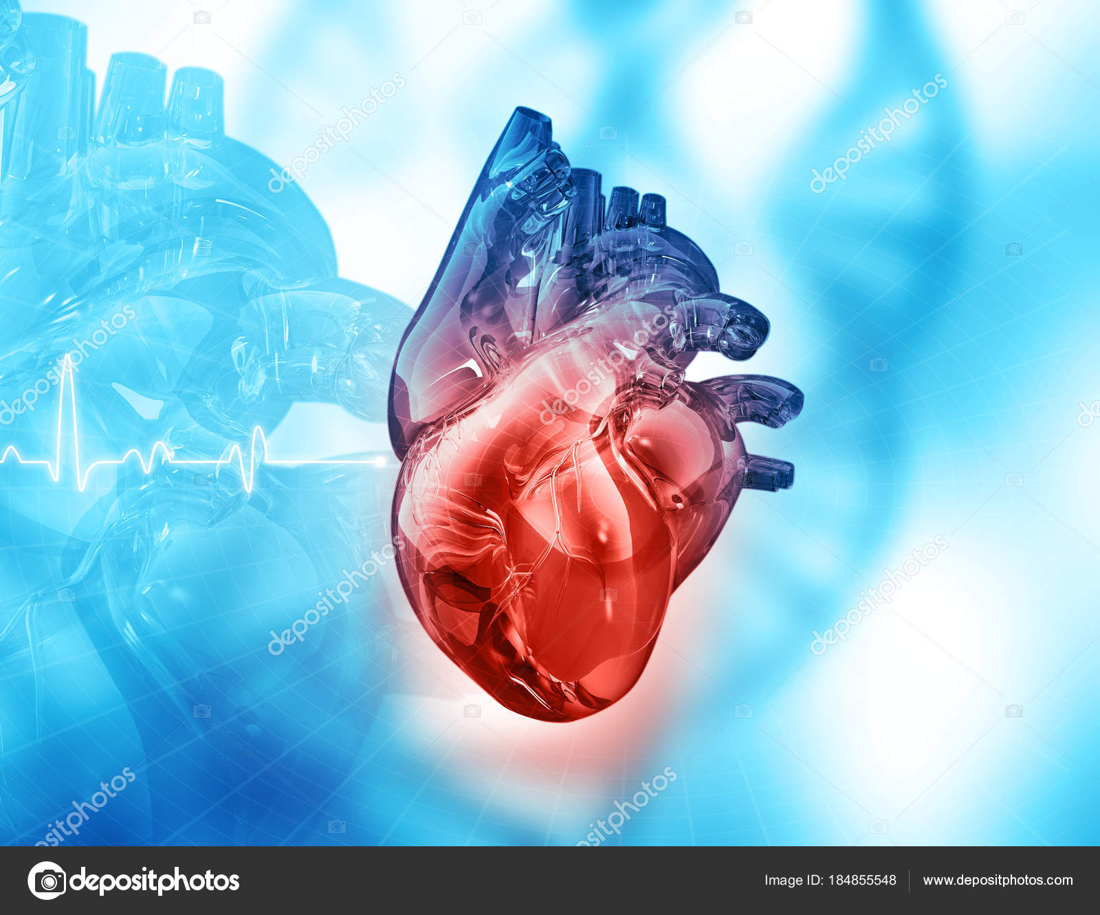 Human Heart Background