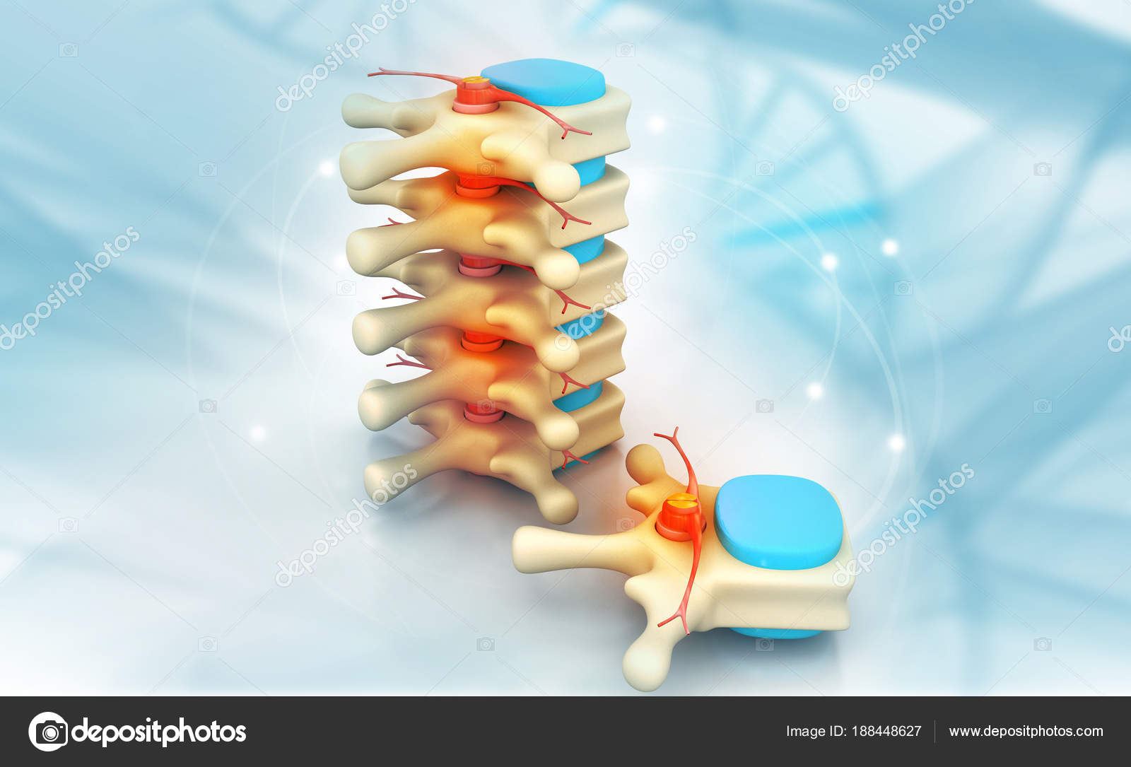 Rendu Rachis Humain Sur Les Antécédents Médicaux — Photo de stock par ...