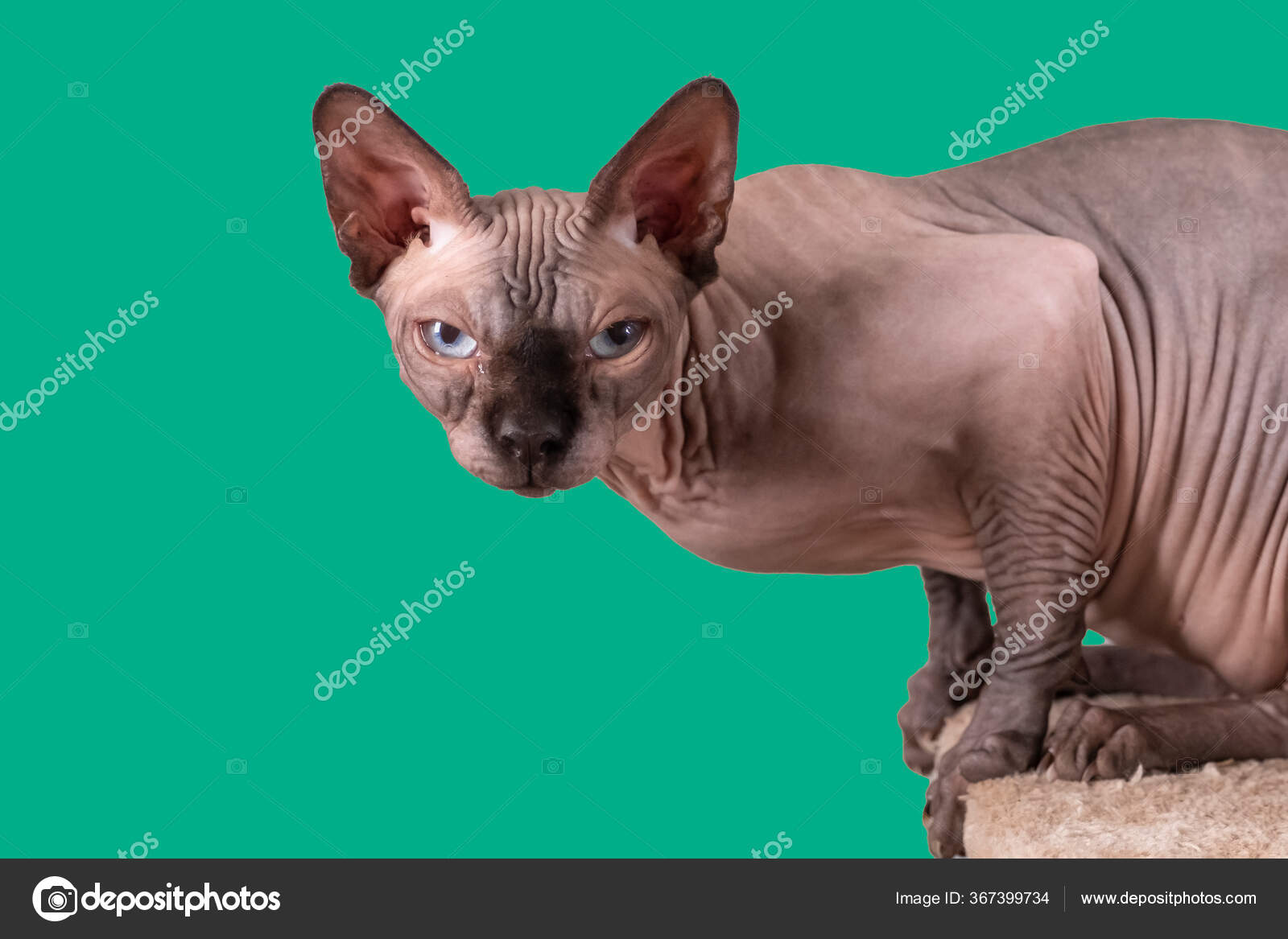 Portrait of a pretty sphinx indoors, bald cat, the cat is on a ...