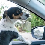 Jack Russell Terrier Dog Driving a Car Stock Photo by ©Feverpitch 2345796