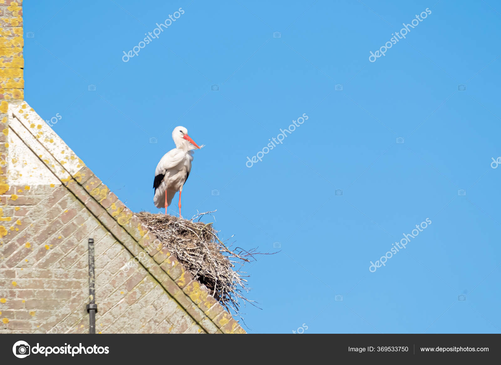 Stork Stands Chimney Its Nest Wind Blows Feathers Blue Sky — Stock ...