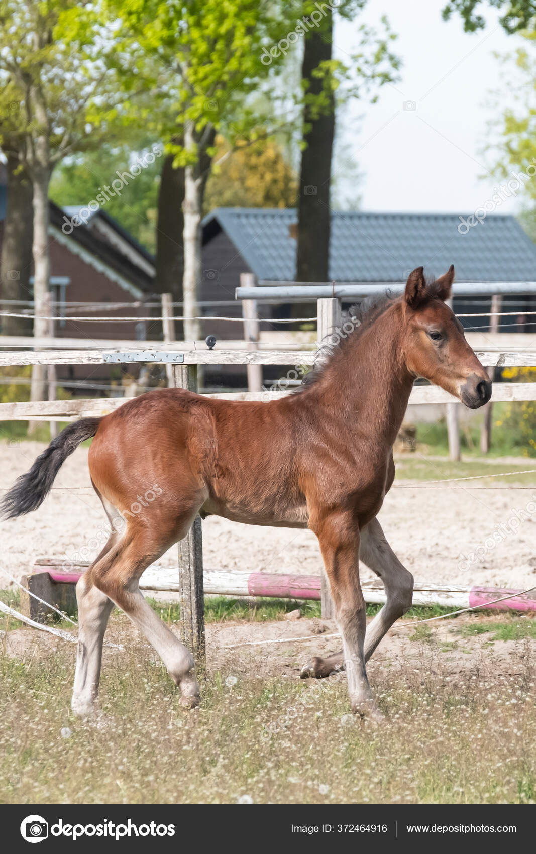 Cute Foals Running