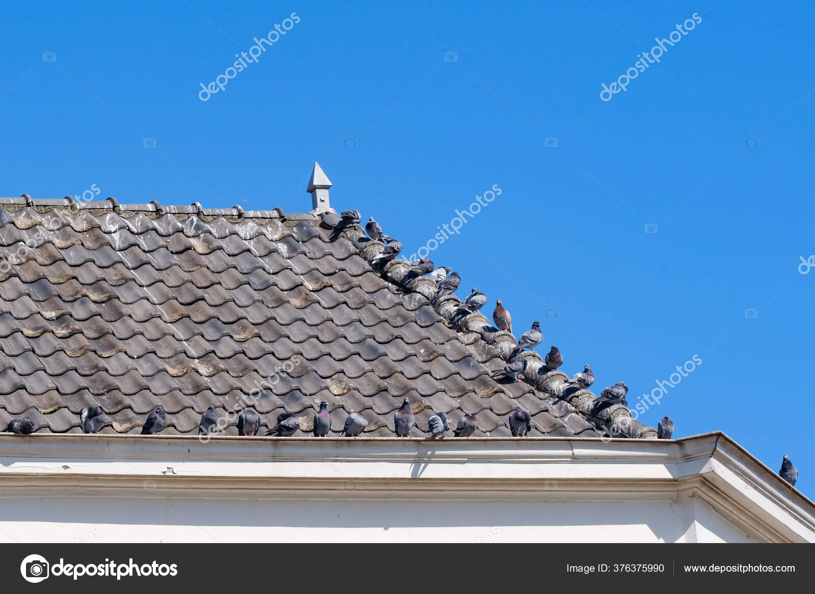 Pigeons sit on gray roof tiles above the gutter of a house, against a ...