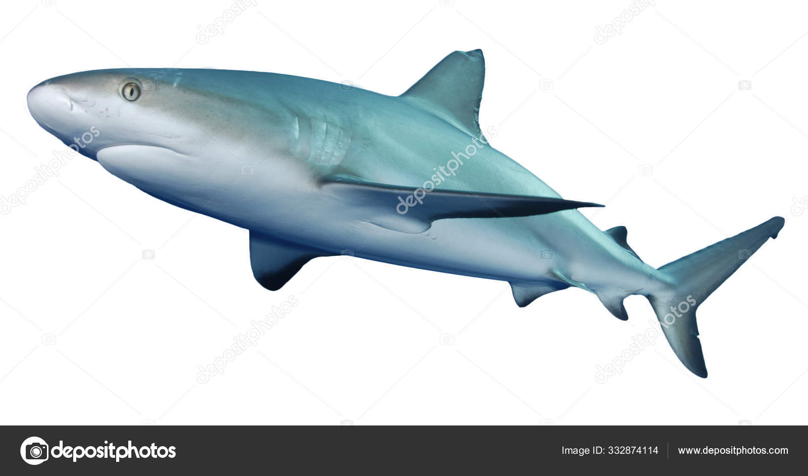 Shark Isolated White Background ⬇ Stock Photo, Image by © richcarey ...